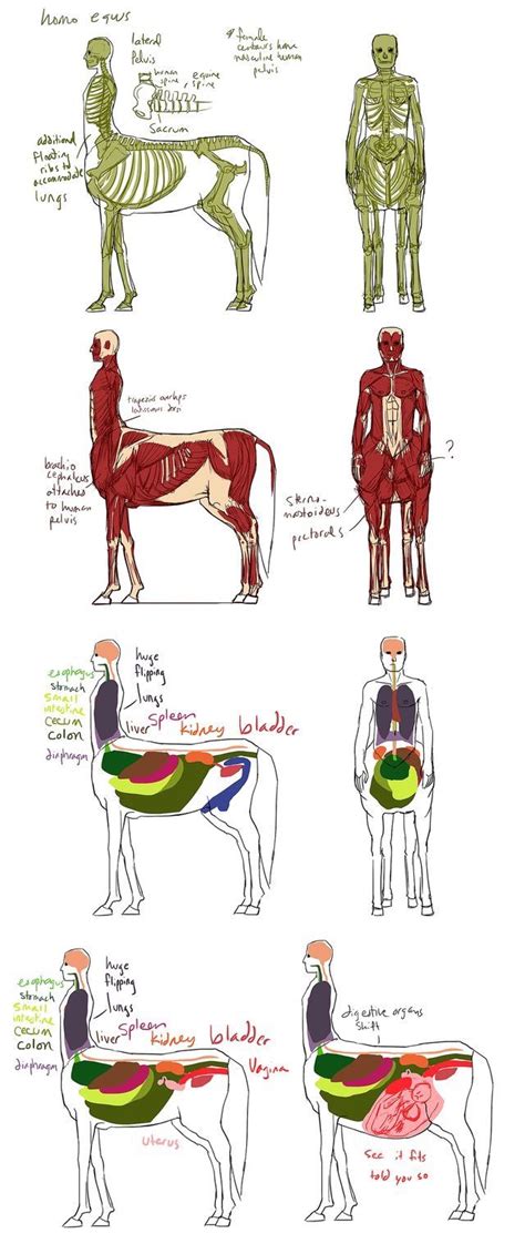 Female Centaur Anatomy