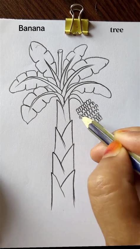 How To Draw A Banana Tree Art Tutorial Tiktok