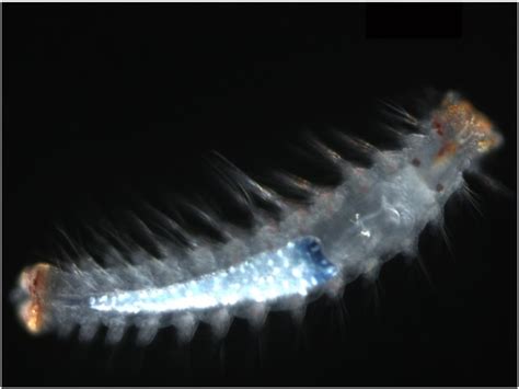 Invertebrate Embryology Nephtys Sp Metatrochophore
