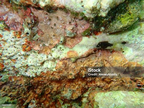 Thalloid Red Algae Peyssonnelia Rosamarina Undersea Aegean Sea Stock
