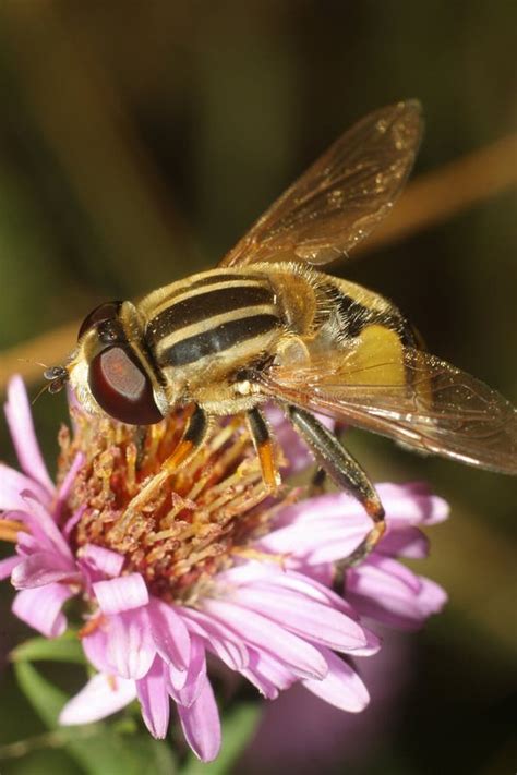 A Bee On A Purple Flower With A Yellow Wings Stock Image Image Of