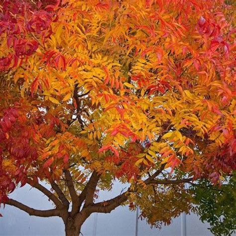 Pistachio Tree Etsy