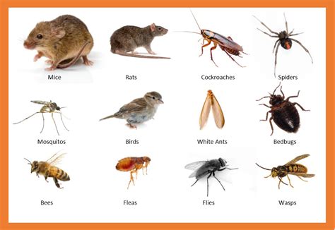 What Is Pest And Its Types At Justin Pope Blog