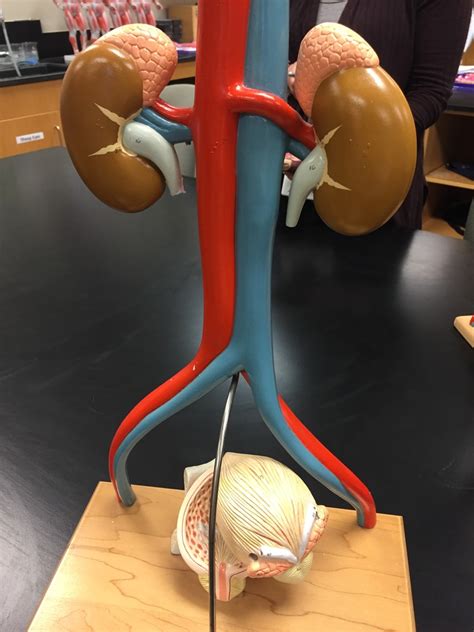 Bio202 Urinary System Diagram Quizlet
