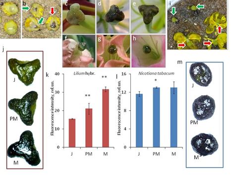 Dynamics Of Stigma Staining With Benzidine A I Nbt Jm And Dcf Download Scientific Diagram