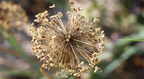 11 Tips For Growing Allium In Pots Or Containers
