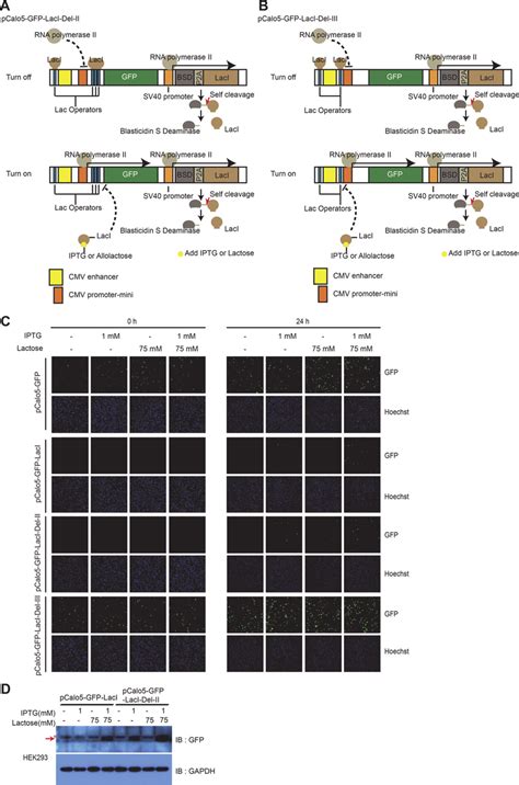 The Efficiency Of Inducible Vectors By Co Treatment Of Iptg And Lactose