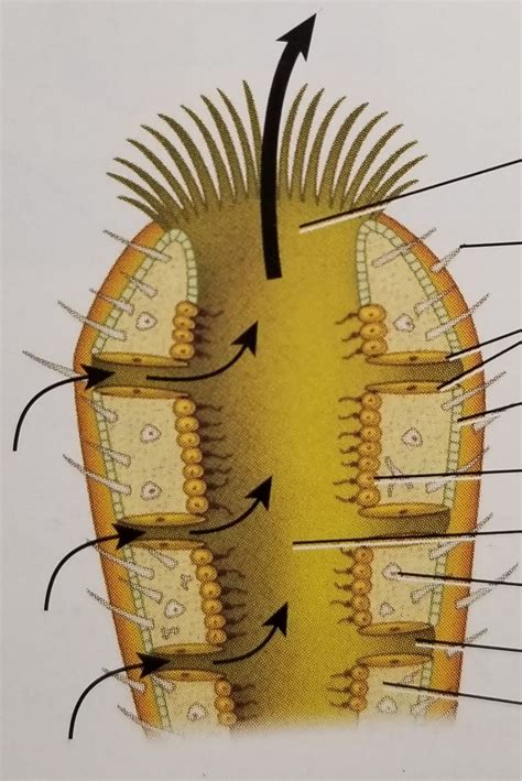 Ascon Sponge Type Diagram Quizlet