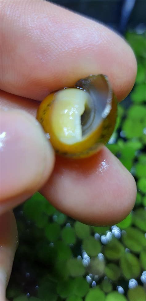 Is This Nerite Snail Asleep Dead Or Is This Just An Empty Shell I