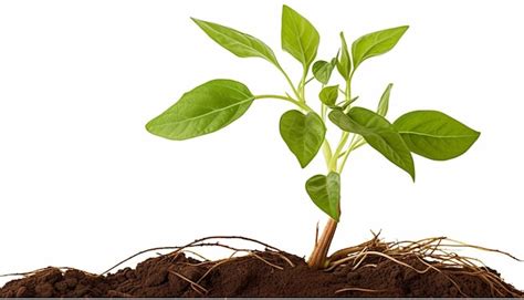 Premium Photo Leaf Stem Root Elevation Side View