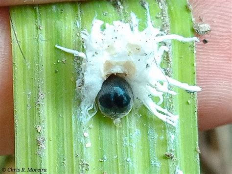 Azya Orbigera Ecuadorica Perú