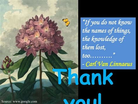 Artificial Classification System Caroluslinneaus 200413113450pdf