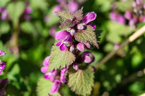 Wild Edible Plant Foraging How To Make Nettle Leaf Tea