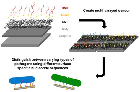 Schematic Depicting Each Componentlayer Of The Designed Biosensor As