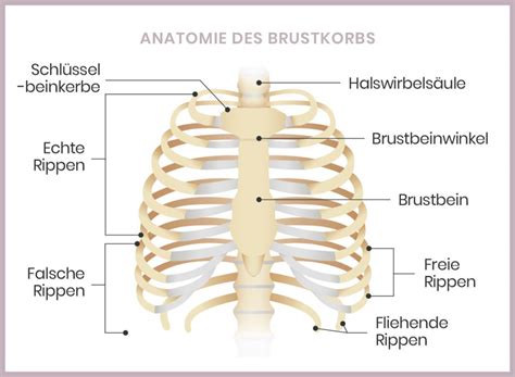 Brustvergrößerung Bei Schmalem Brustkorb Brust Op Köln