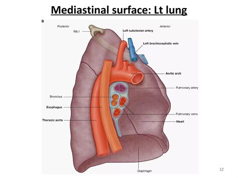 Lungs Bp Segments Ppt