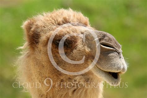Camel Wildlife Photography Cloud9photography