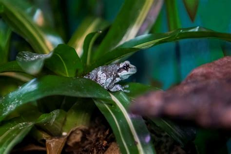 Amazon Milk Frog Blue Blood At Sherry Goodson Blog