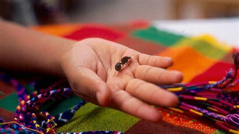 Chicatanas Las Deliciosas Hormigas Que Se Comen En México Julio