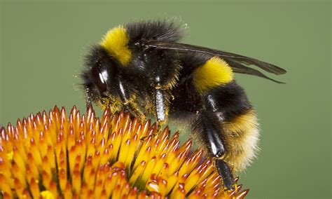 Bumblebee Images