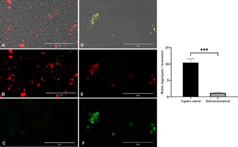 Effect Of D 1 D F On The Mitochondrial Membrane Potential Of