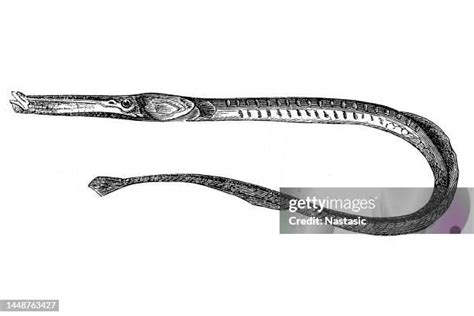 Greater Pipefish Photos And Premium High Res Pictures Getty Images