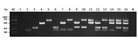 Specificity Testing Of Multiplex Pcr With Single Or Mixed Templates
