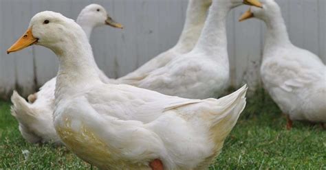 Itik Jenis Pekin ~ Cherry Valley Duck Farm