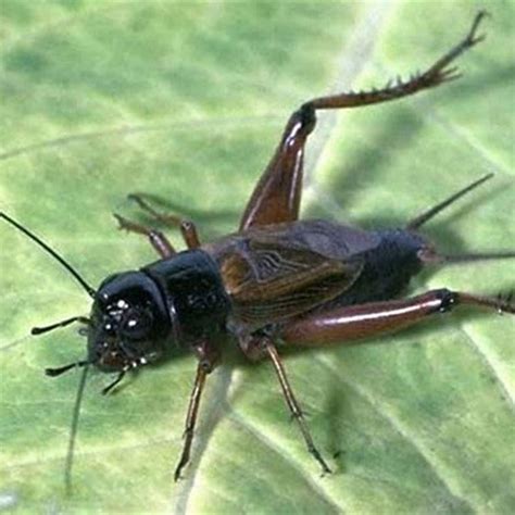 How Do You Feed Crickets To Reptiles Diy Seattle