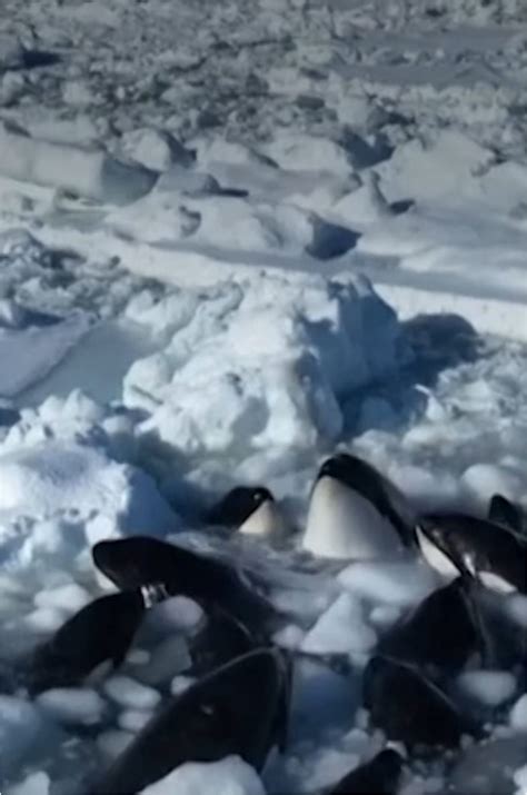 Dramatična Snimka Zarobljenih Orka Ostali Zarobljeni Usred Leda S Mladuncima Greenhr