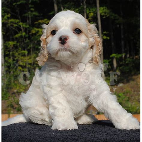 Chiot Cockapoo Mâle Miniature Vendu Chiwoof