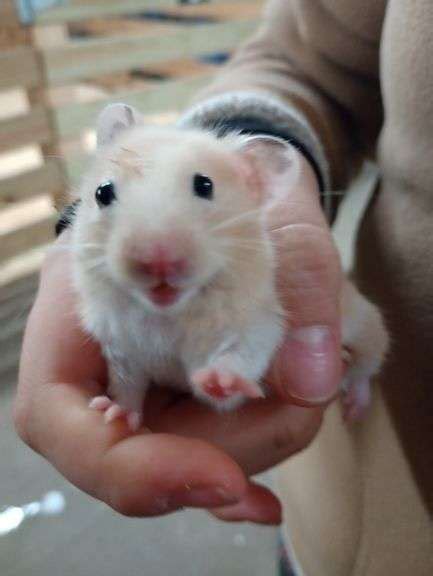 Unsexed Fancy Hamster Hand Tamed And Friendly Needs Container Rogers Community Auction Inc