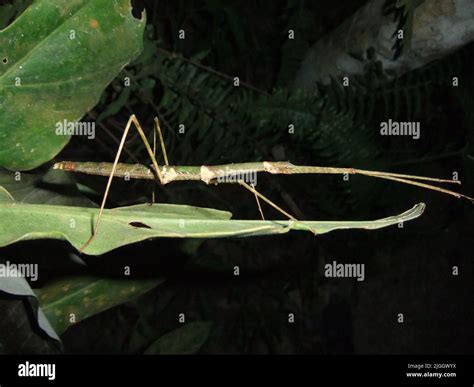Side View Of A Stick Insect Phasmid Order Phasmatodea Isolated On A