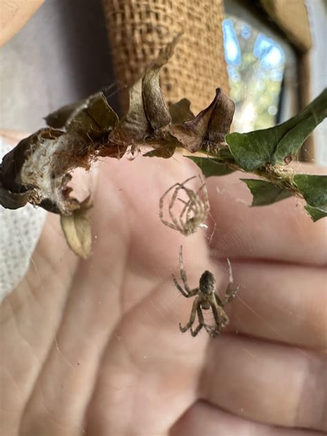 What Is This Cute Lil Fella Rspiders