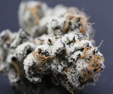 Beleaf Seed Drops Your Trusted Source For Premium Cannabis Genetics