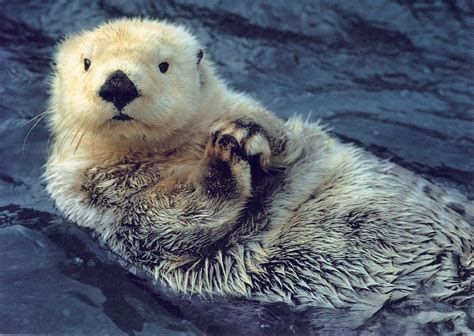 523 Best Sea Otters Images On Pholder Otters Aww And Awwducational