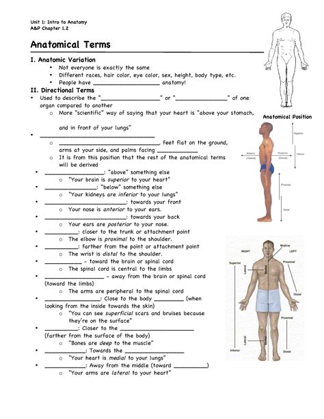 Anatomical Terms Practice Worksheet Acicabuja
