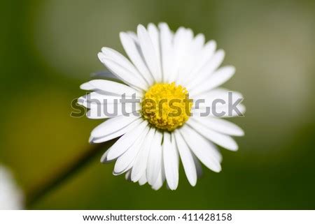 White Daisy On Green Background Stock Photo Shutterstock