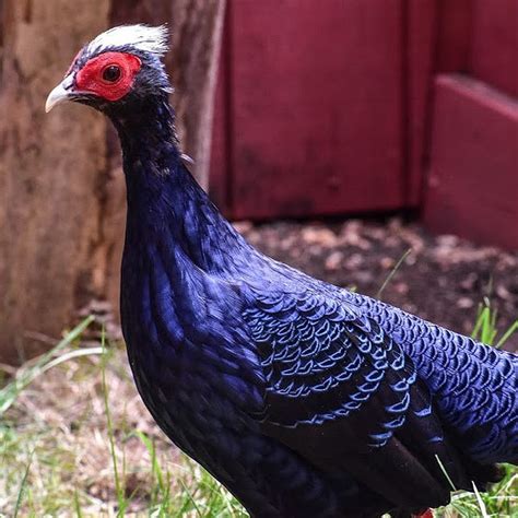 Pheasants For Sale