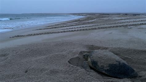 Turtles In Oman Where To See Them Besides The Obvious