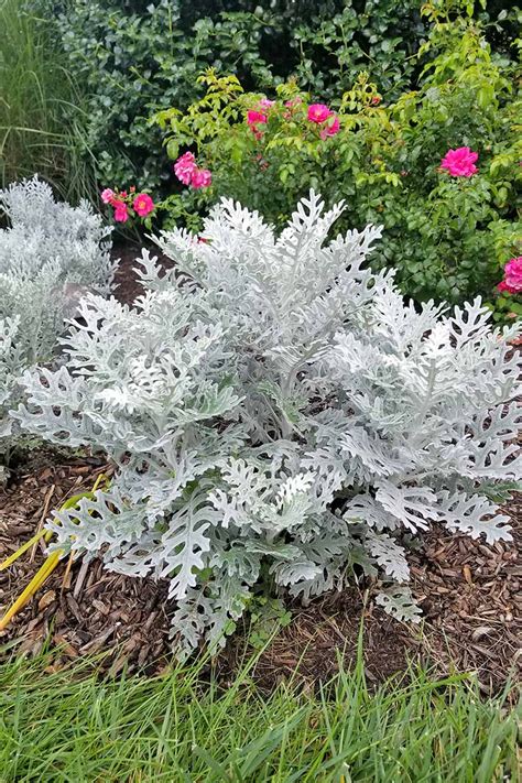 How To Grow Dusty Miller In The Garden Artofit