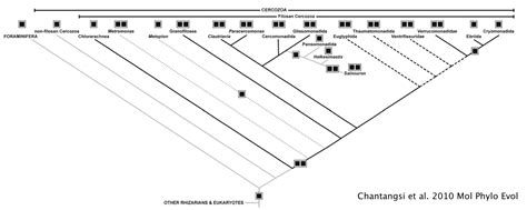 Skeptic Wonder Sunday Protist A Sampling Of Cercozoa Part I
