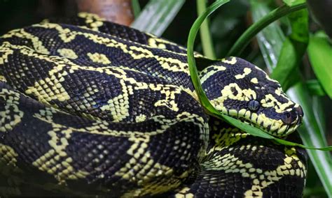 Carpet Python Animal Facts Morelia Spilota A Z Animals