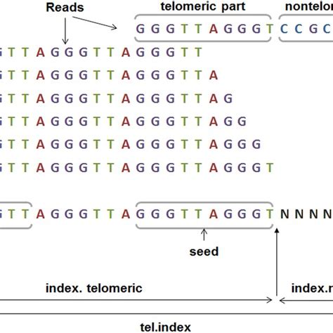 An Example Of Sequence Structure Of Telomeric Index For Telomeric Read Download Scientific