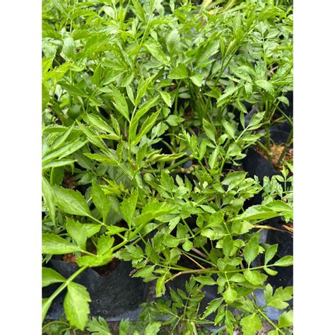 Selom Daun Pucuk Ulam Shopee Malaysia