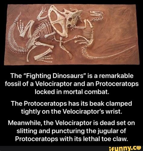 The Fighting Dinosaurs Is A Remarkable Fossil Of A Velociraptor And