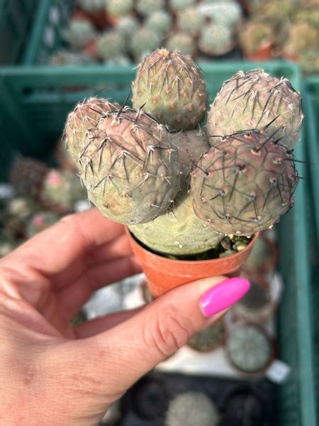 Tephrocactus Geometricus Cactuses Tephrocactus Kaktusy Sukulenty I Inne Rośliny Candycacti