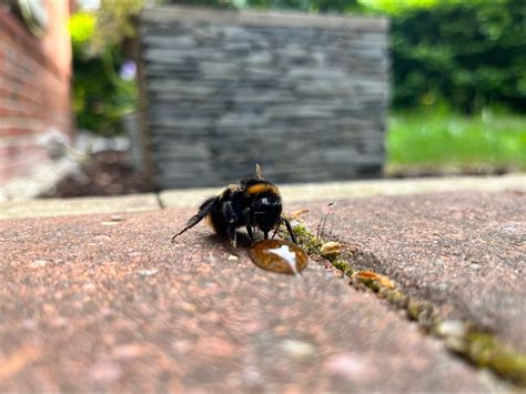 Christopher Macphee On Linkedin Helping This Little Fella Out With A