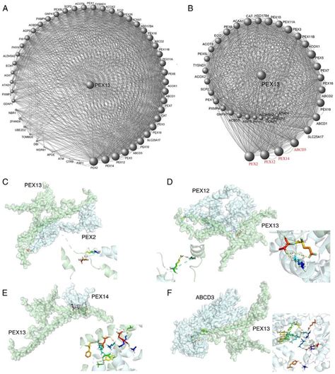 Protein Protein Interaction Analysis Of Pex13 A Protein Protein