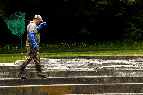 Trout Thrive In The Cold Waters Of Western North Carolina North